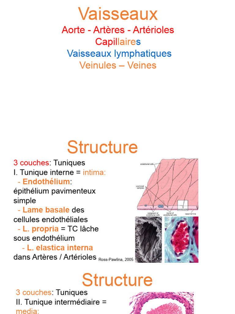 Types de vaisseaux sanguins et structures | PDF | Vaisseau sanguin | Veine