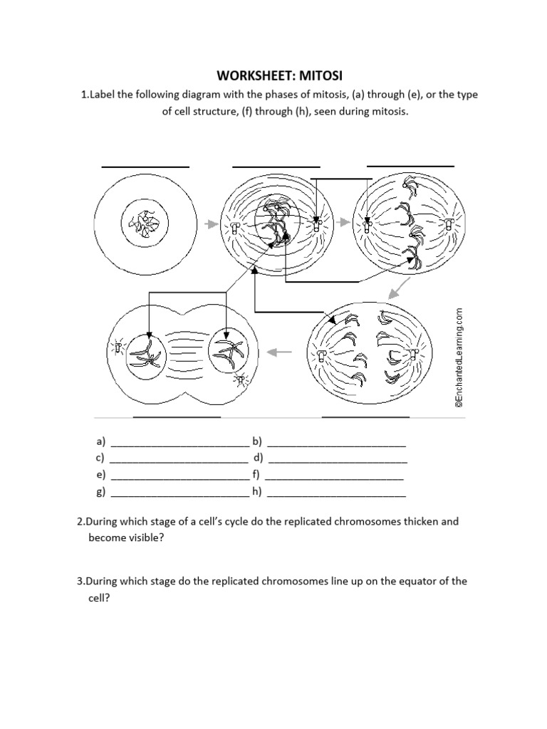 2.5 Worksheet Mitosis | PDF | Mitosis | Cell (Biology)