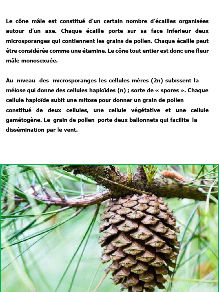 Cycle de reproduction des gymnospermes | PDF | Fécondation | Graine