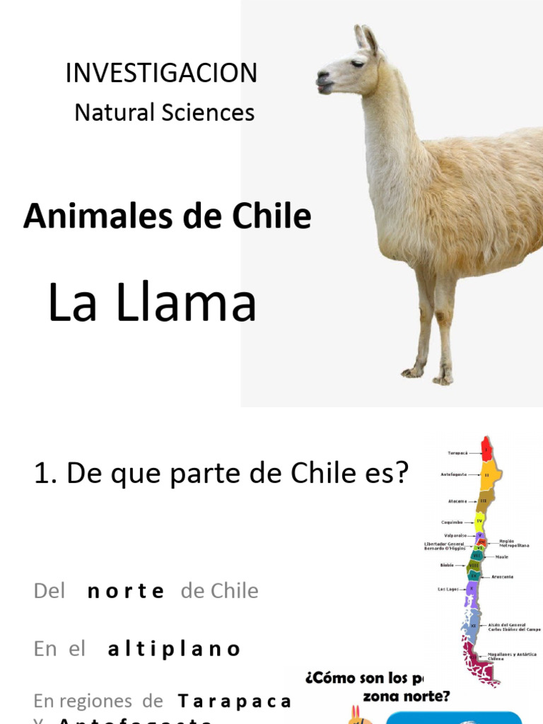La Llama | PDF