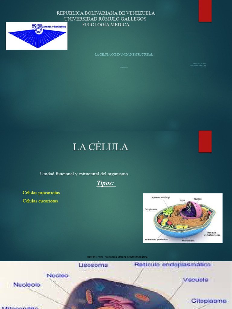 Celula | PDF | Citoplasma | Biología Celular)