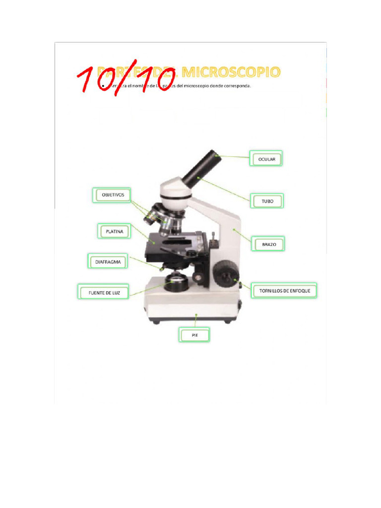 Ficha Interactiva El Microscopio Partes | PDF