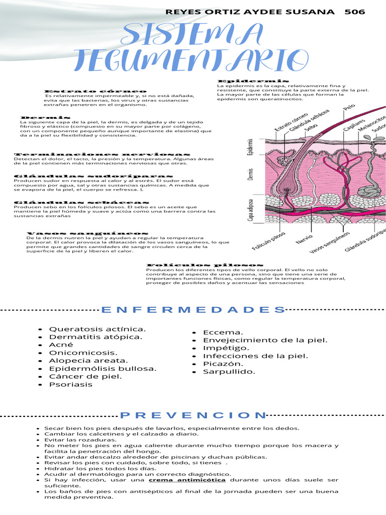 Sistema Tegumentario | PDF | Piel | Sistema tegumentario