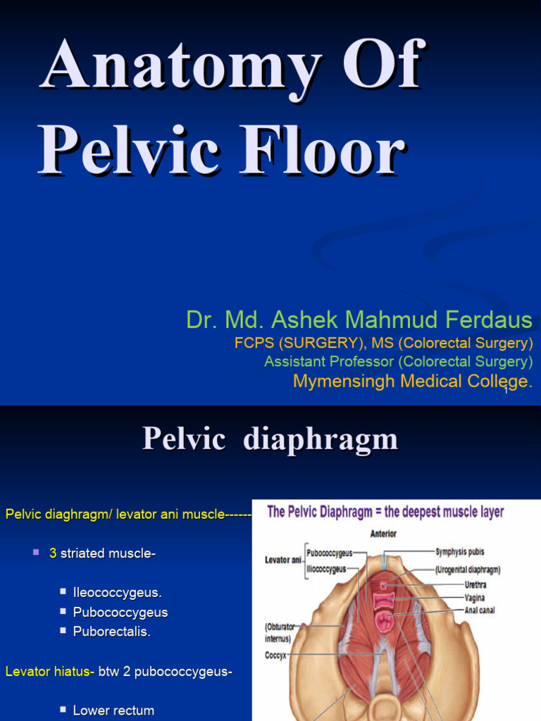 Anatomy of Pelvic Floor | PDF | Pelvis | Musculoskeletal System