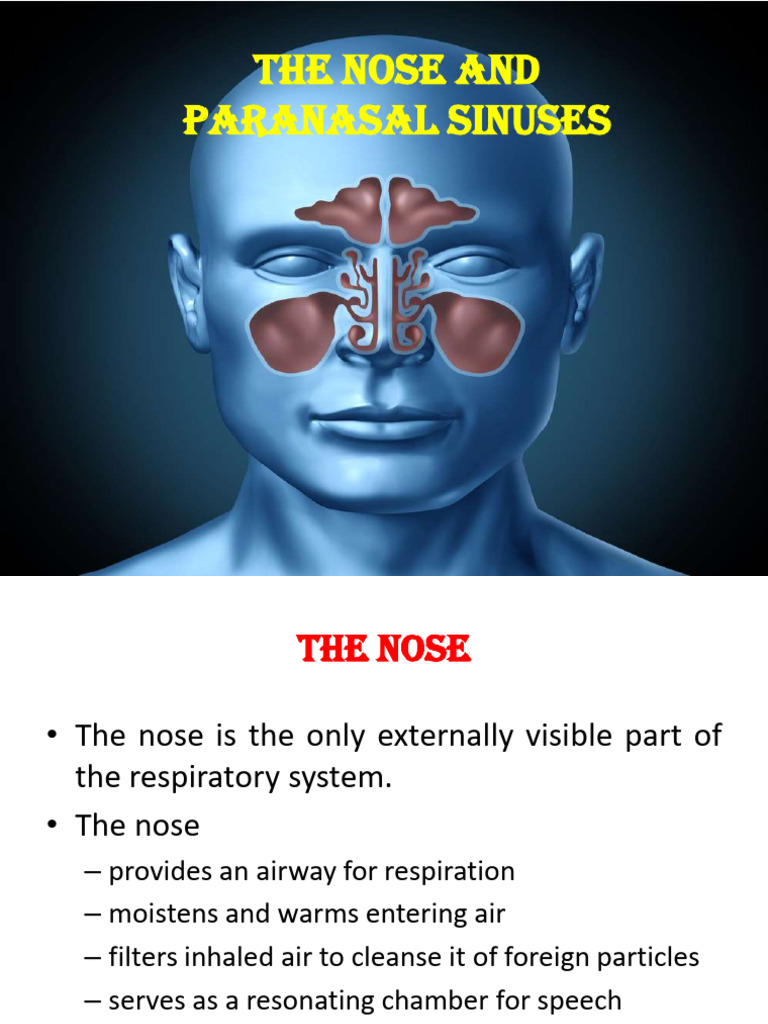 Nose and nasal cavities | PDF | Human Nose | Human Head And Neck