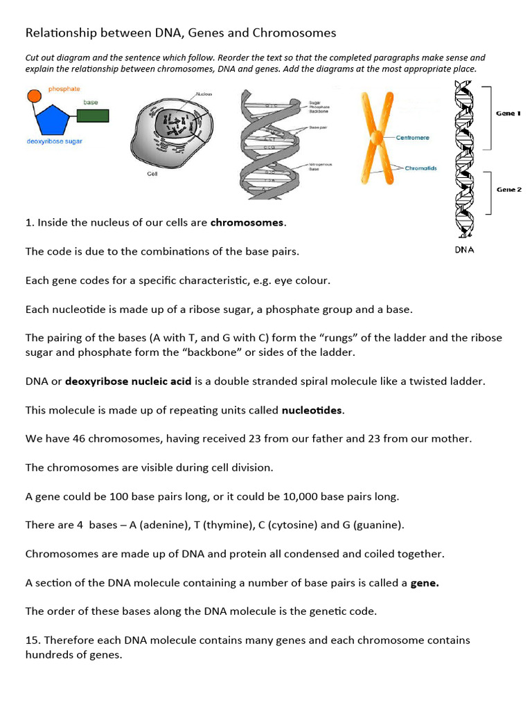 Activity_-_cut_and_paste_Relationship_between_DNA | PDF
