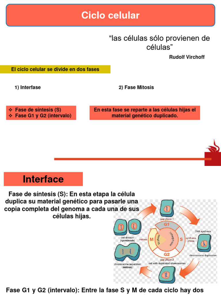 Esquemas Ciclo Celular | PDF | Mitosis | Ciclo celular