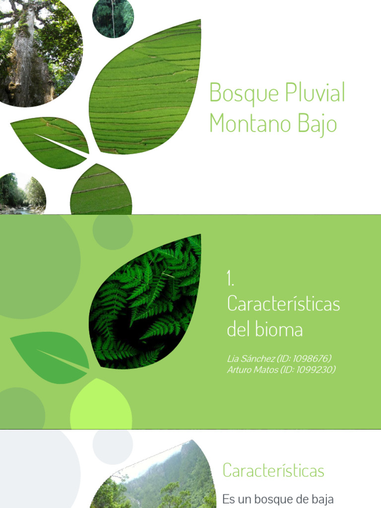 Características del Bosque Pluvial Montano Bajo | PDF | Precipitación ...