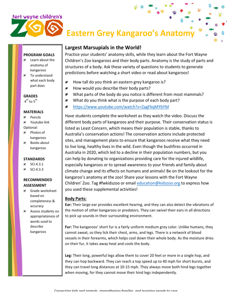 Eastern Grey Kangaroo Anatomy | PDF | Organisms