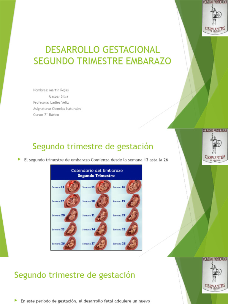 Desarrollo Gestacional Segundo Trimestre Embarazo | PDF