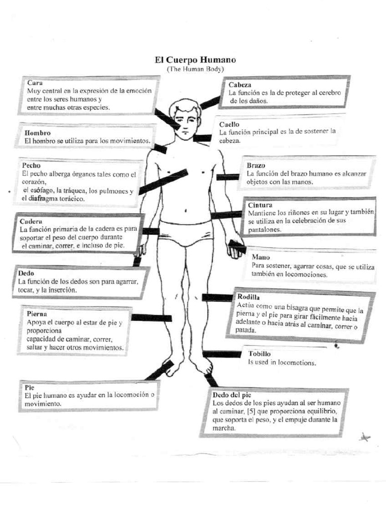 Las Partes Del Cuerpo Humano | PDF