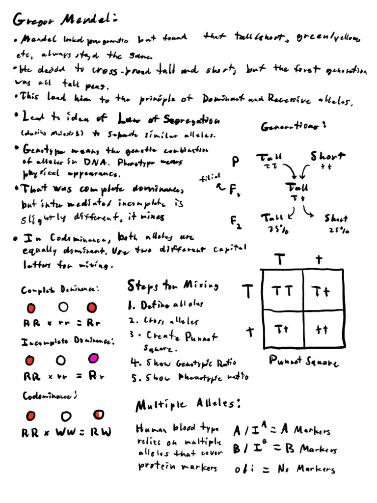 AP Biology Genetics Notes | PDF | Dominance (Genetics) | Allele