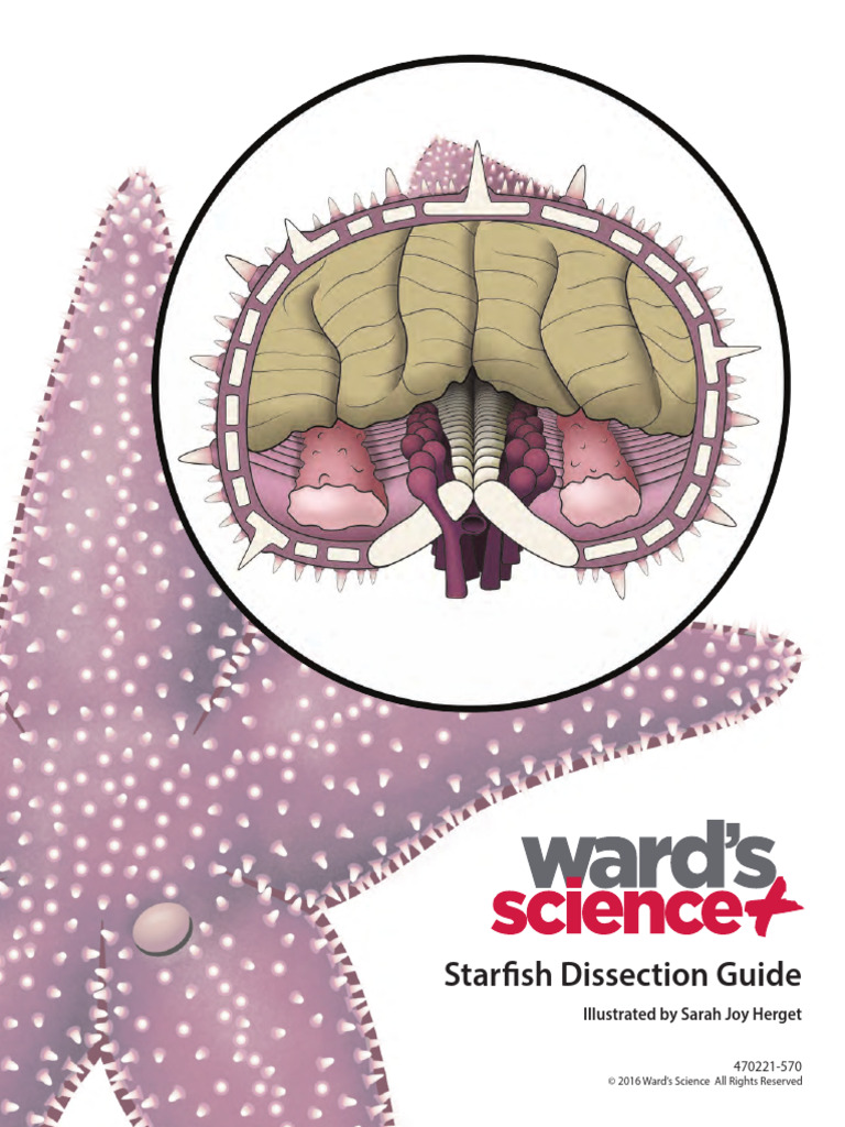 470221-570 Starfish Dissection | PDF | Zoology | Anatomy