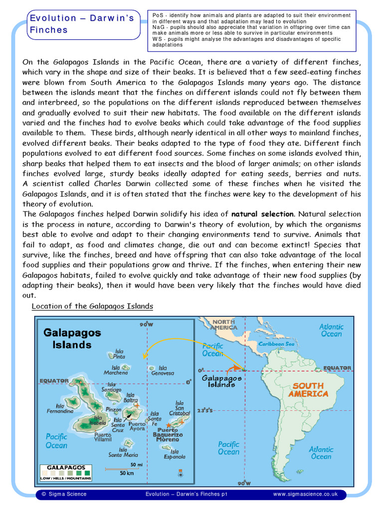 Y6Evolution DarwinsFinches | PDF | Evolution | Natural Selection