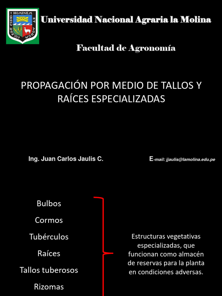 Propagación de Plantas por Bulbos y Cormos | PDF | Tallo de la planta ...