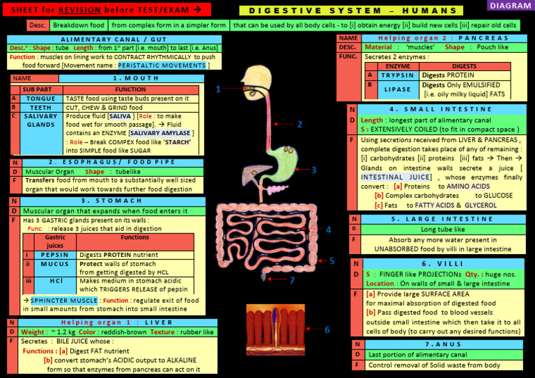 Digestive System - Notes | PDF | Digestion | Stomach