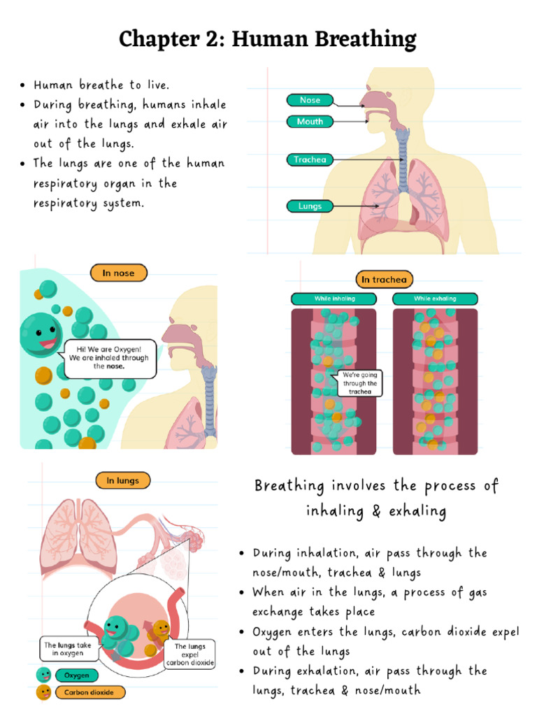 Human Breathing: Inhalation and Exhalation | PDF