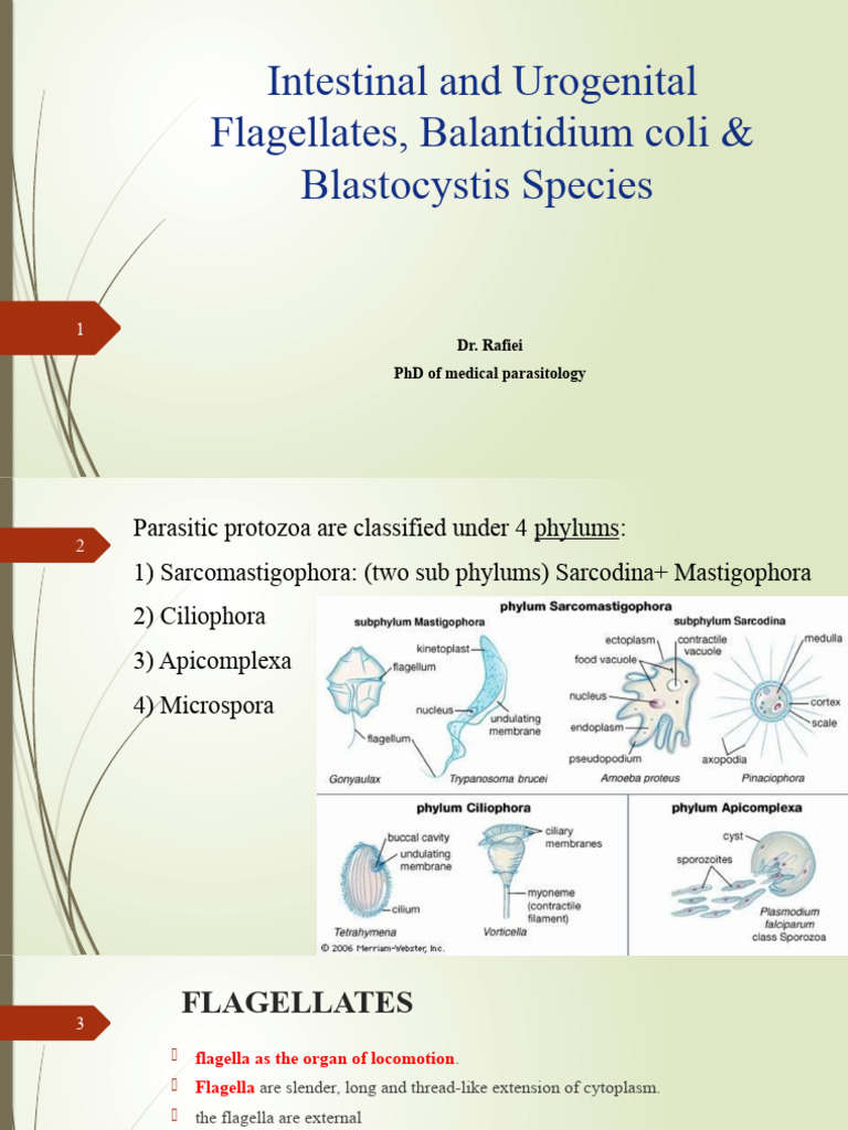 Intestinal and Urogenital Flagellates, Balantidium Coli & Blastocystis ...