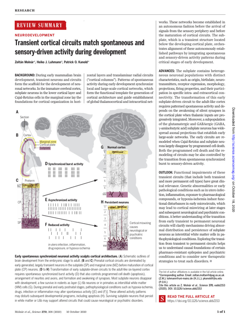 Brain Dev | PDF | Cerebral Cortex | Neural Oscillation