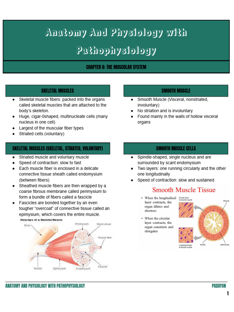 Chapter 4 Anaphysio | PDF | Muscle Contraction | Depolarization