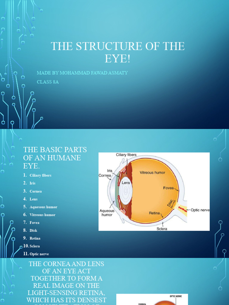 The Structure of The Eye! | PDF | Eye | Retina