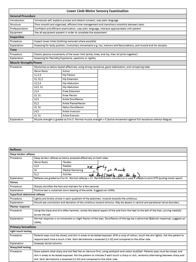3 Detailed LL Motor Sensory Exam | Download Free PDF | Anatomical Terms ...