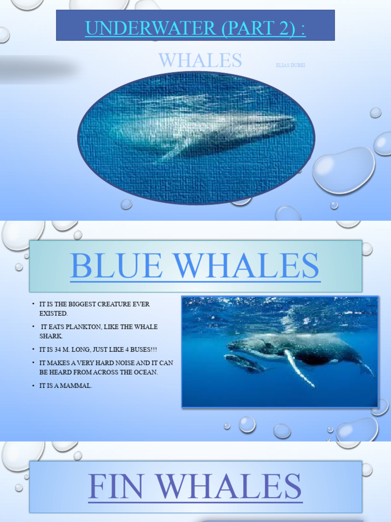 About Whales | PDF