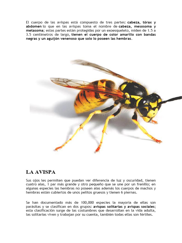 Anatomía y Hábitat de las Avispas | PDF | Western Honey Bee | Colmena