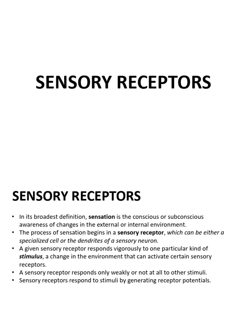 Lab 20 Sensory Receptors | PDF