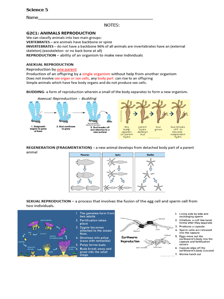 Science 5.docx REVIEWER | PDF | Flowers | Plant Reproduction