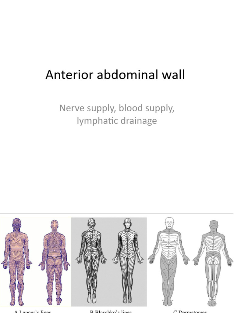 Anterior Abdominal Wall | PDF