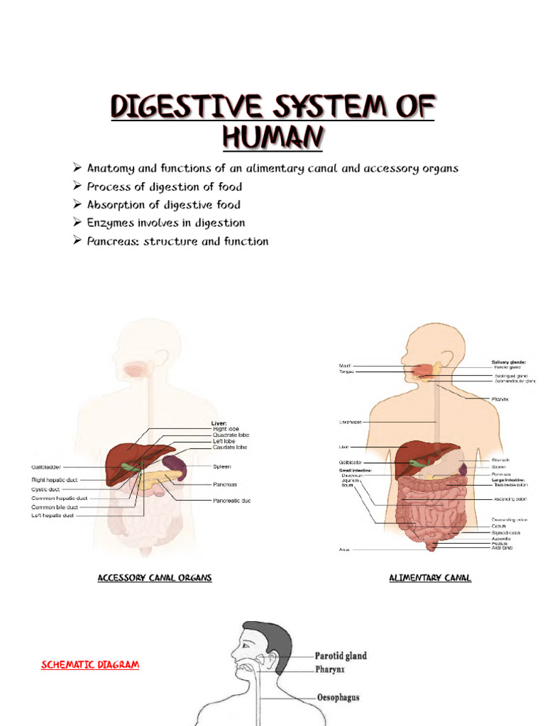 Digestive System of Human | PDF | Pancreas | Digestion
