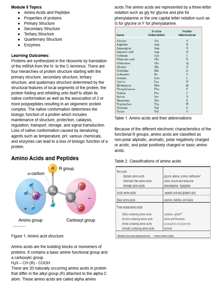 Proteins 1 | PDF | Enzyme | Protein Structure