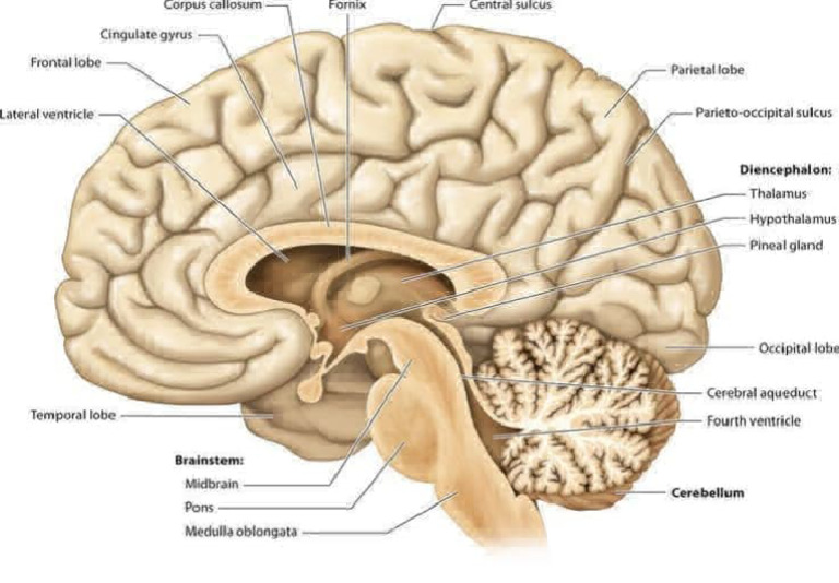 Human Brain Labeled Dia. | PDF