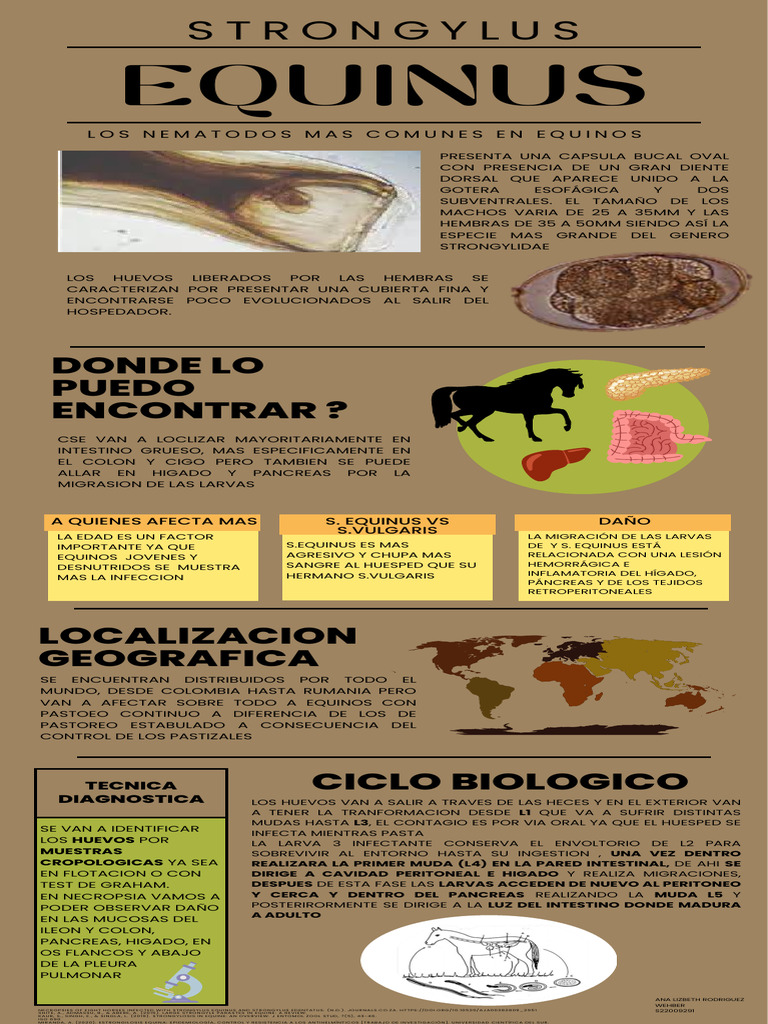 Diagnóstico y Ciclo de Strongylus Equinus | PDF | Especialidades ...
