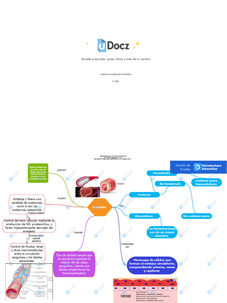 Endotelio Pdf Sistema Circulatorio Endotelio