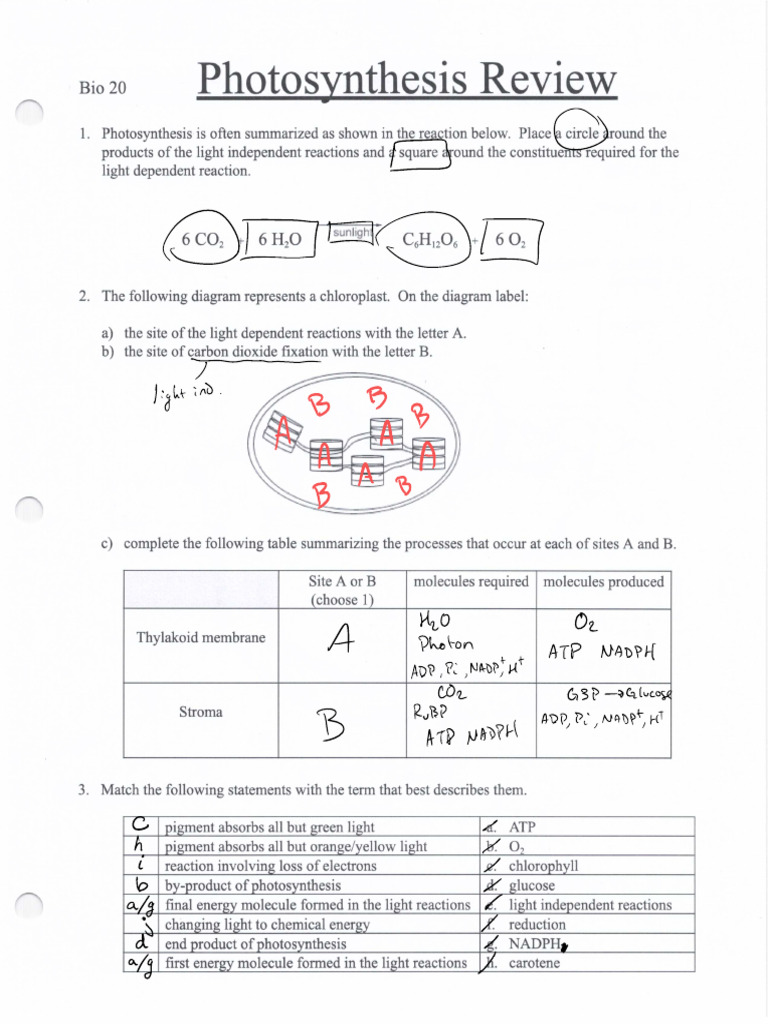 Photosynthesis Process Overview | PDF | Nicotinamide Adenine ...