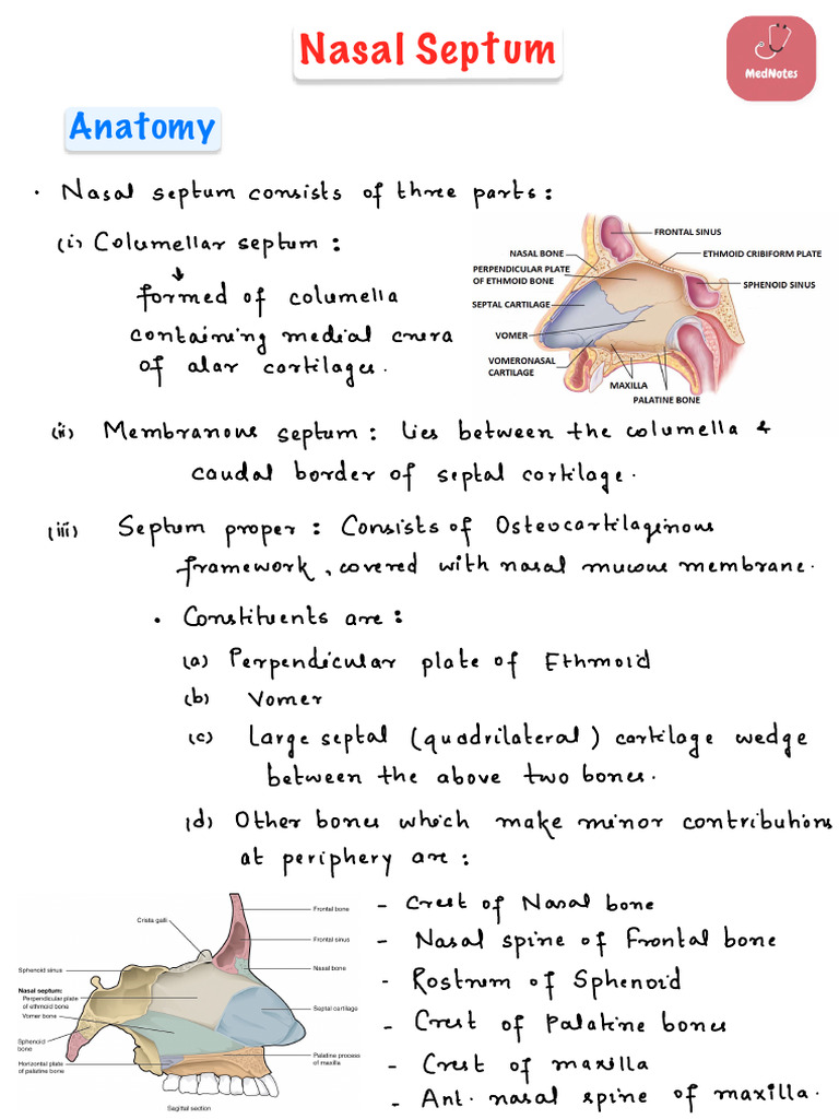 Nasal Septum - Its Diseases | PDF | Human Nose | Medical Specialties