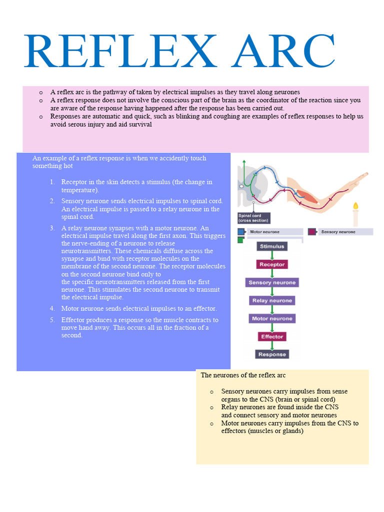 Reflex Arc | PDF