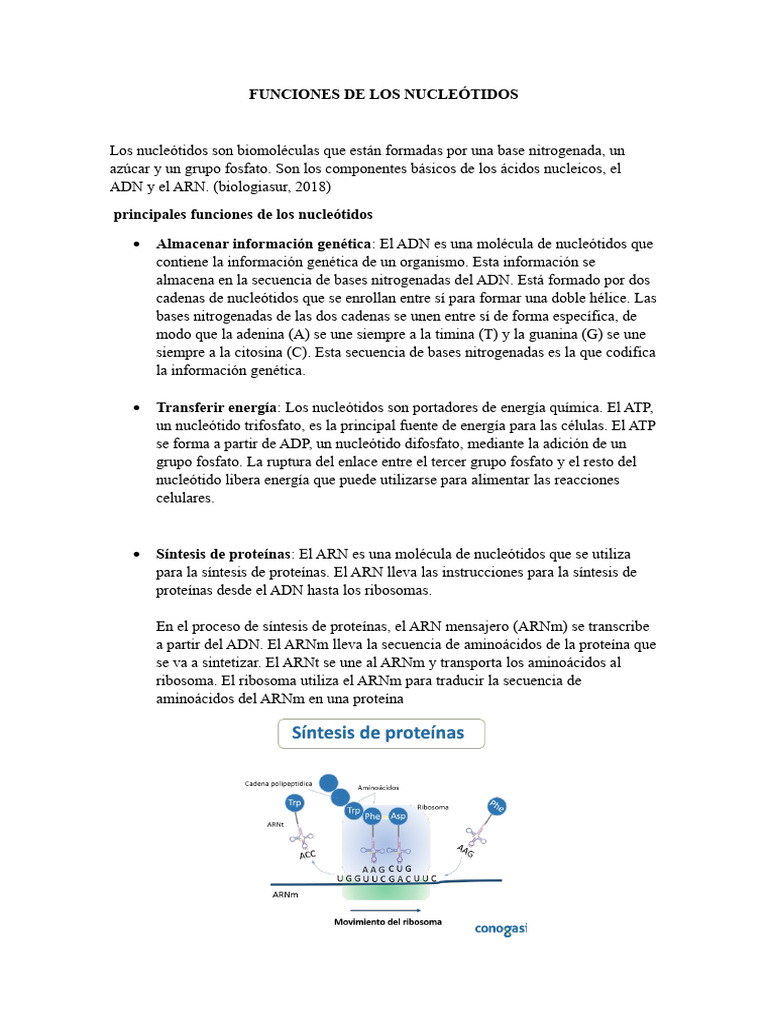 FUNCIONES DE LOS NUCLEÓTIDOS y NUCLEOSIDOS | PDF | Nucleótidos | Rna