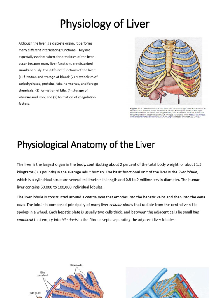 Physiology of The Liver | PDF | Liver | Capillary