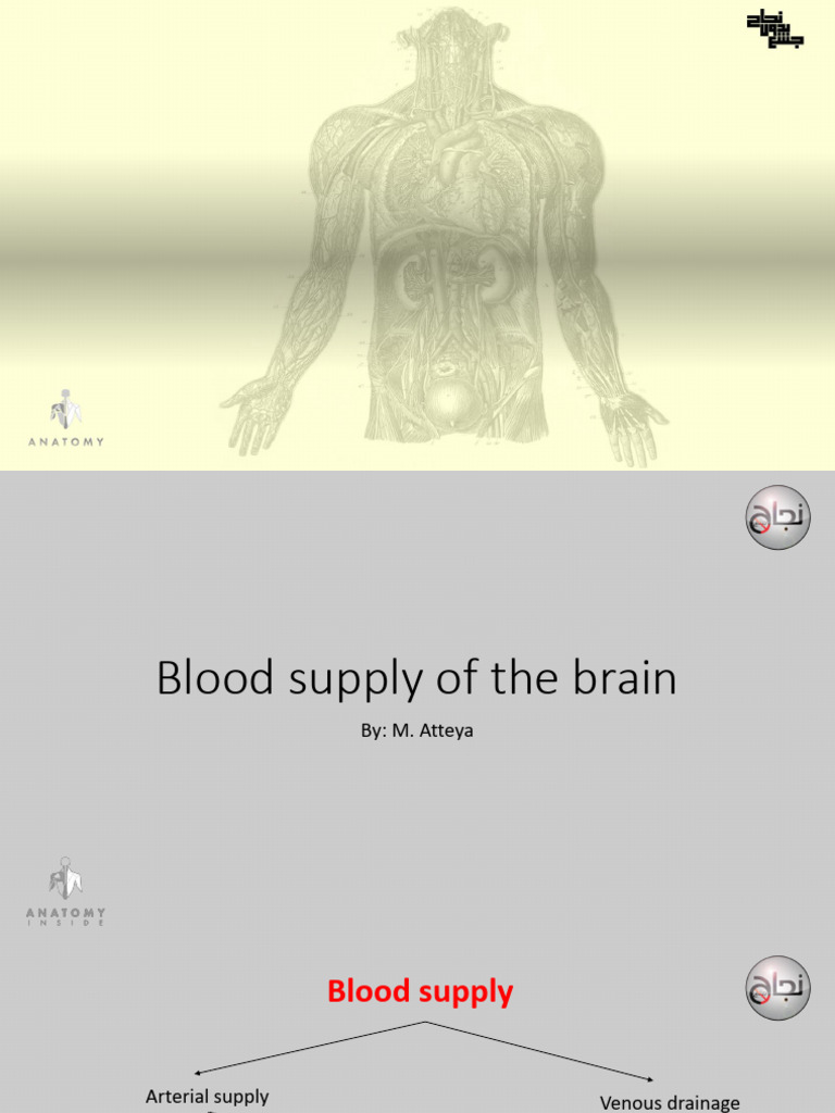 Blood Supply Neuro | PDF | Vein | Cerebral Cortex
