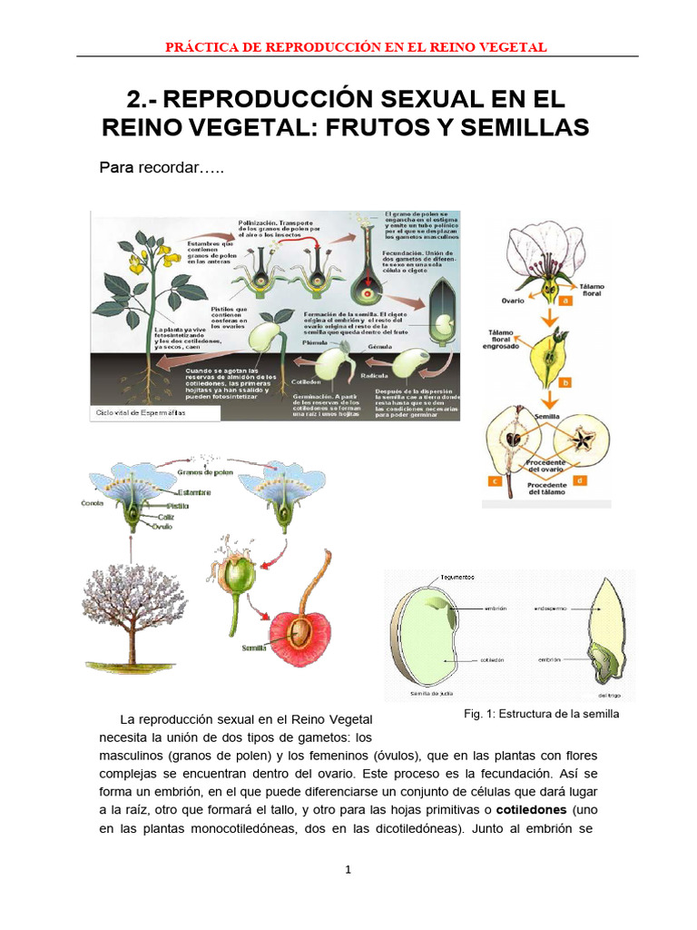 Wuolah Free P6 II Fruto y Semilla - Gulag - Free | PDF