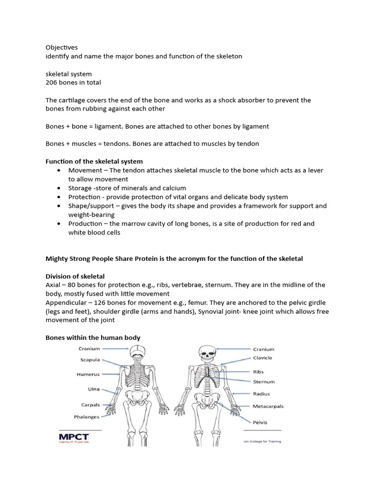Skeleton. A&P | Download Free PDF | Pelvis | Vertebral Column