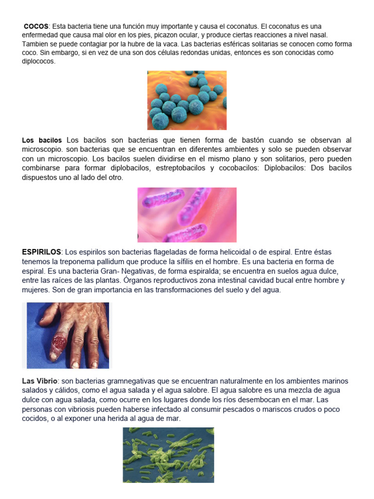 Cocos y Bacilos: Enfermedades y Funciones | PDF | Home & Garden | Wellness