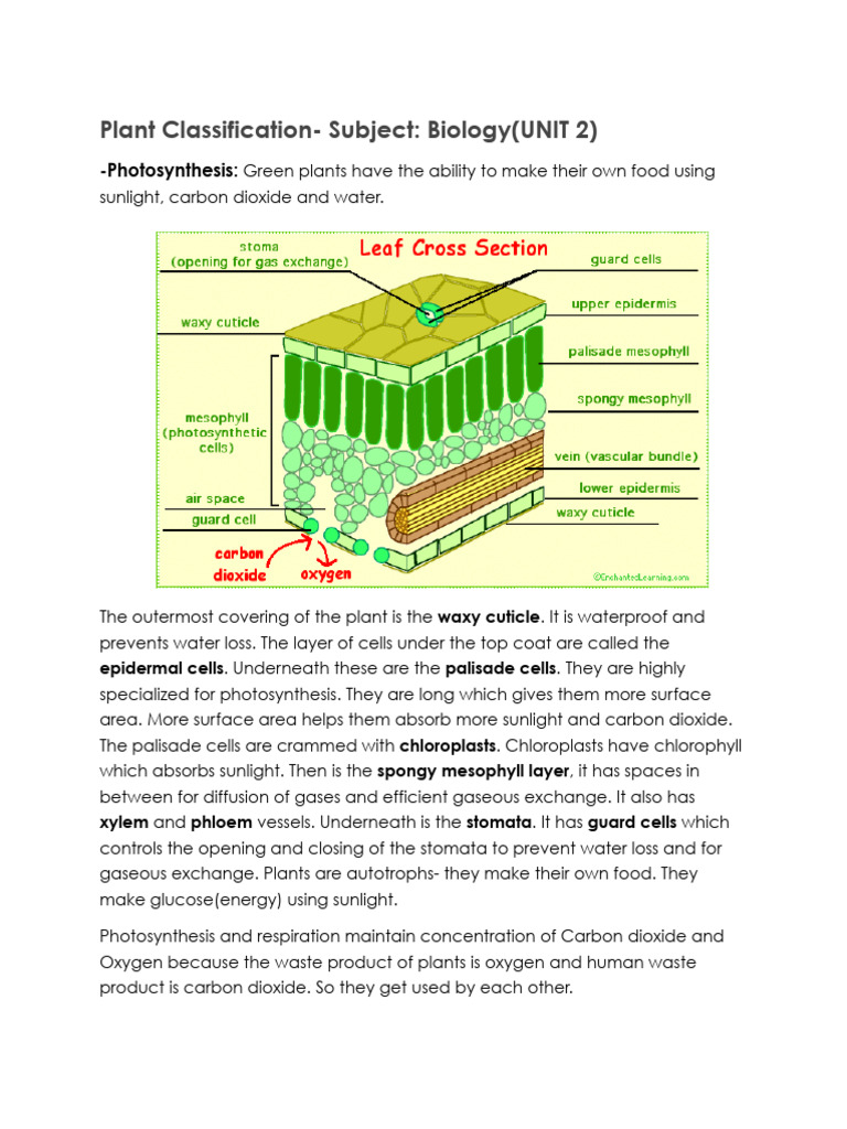 Biology Plants | PDF | Fertilisation | Plants