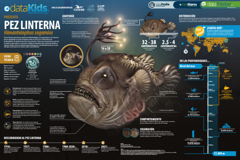 Pez Linterna | PDF | océano Pacífico | Depredación