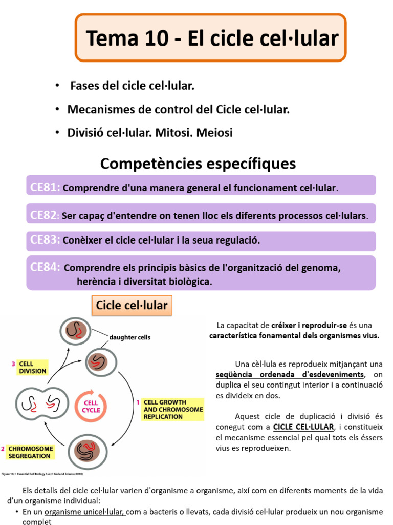 Tema10 - El Cicle Cel Lular | PDF