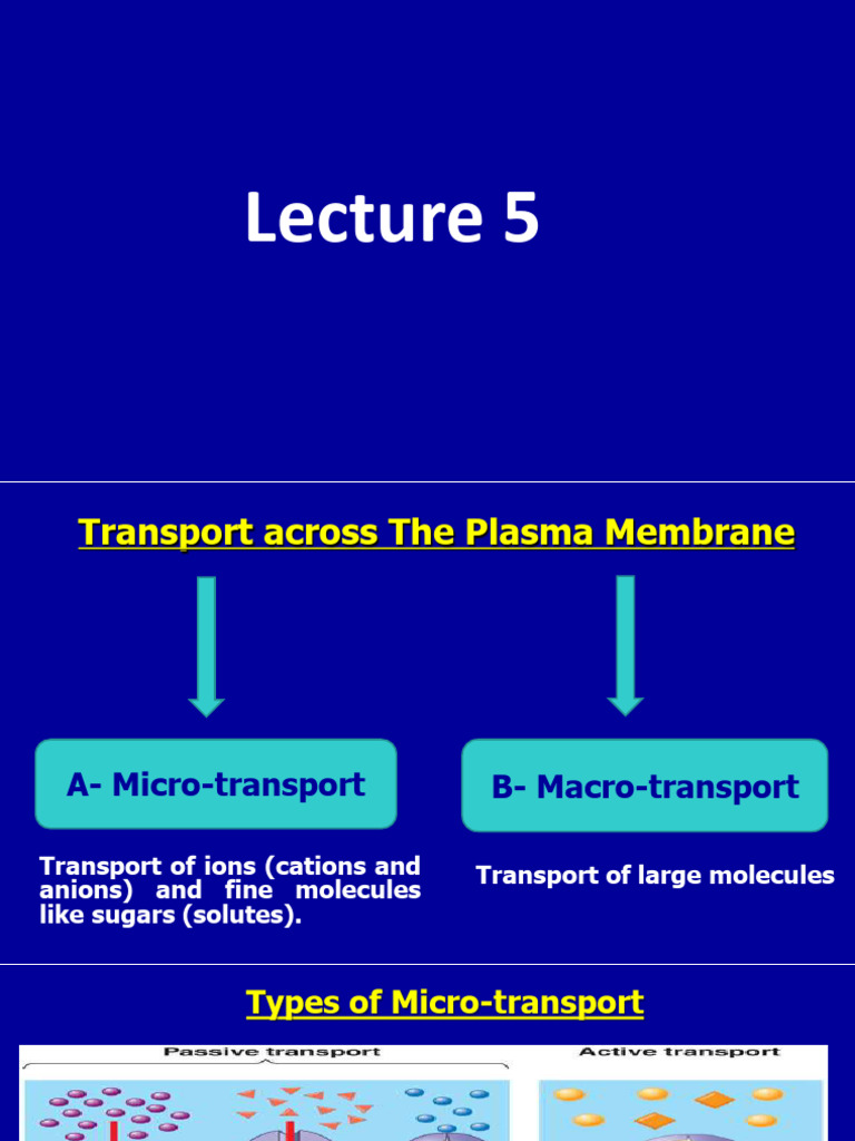 Lecture 5 in | PDF | Cell Membrane | Vesicle (Biology And Chemistry) Lecture 5 in | PDF | Cell Membrane | Vesicle (Biology And Chemistry)