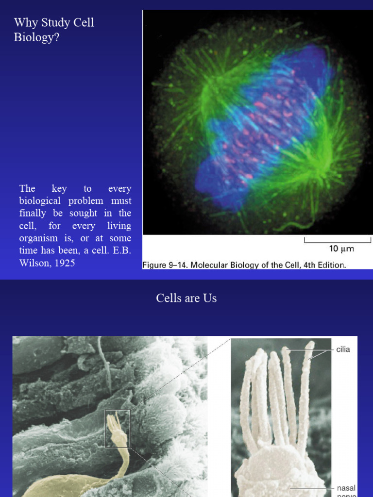 Bio Cells 1 | PDF | Cell (Biology) | Mitochondrion
